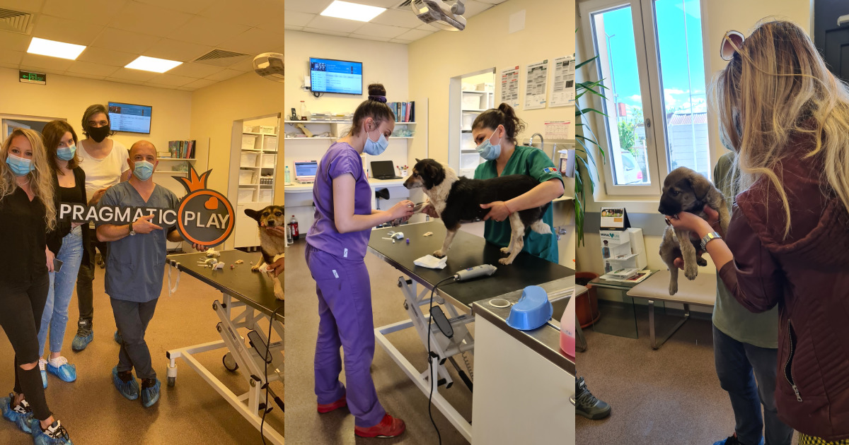 Pragmatic Play Supports The Homeless Animal Hospital